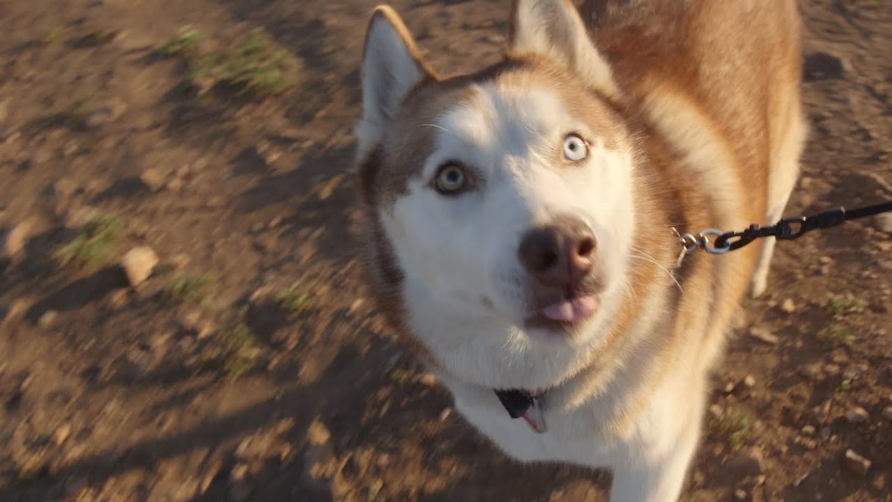 siberian husky and flying drones - YouTube