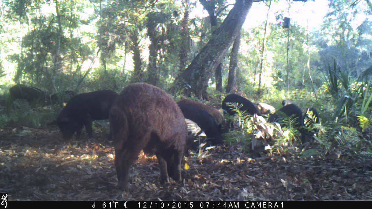 florida wild hogs on trail camera - YouTube