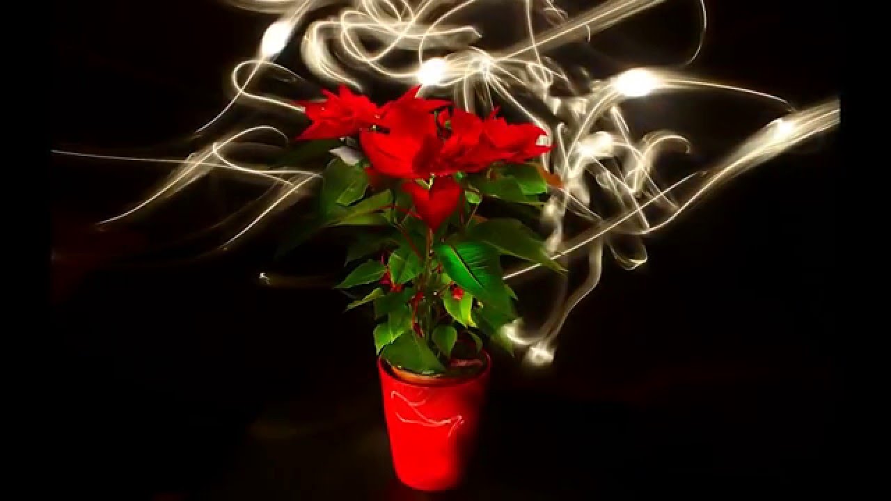 flower light painting - YouTube