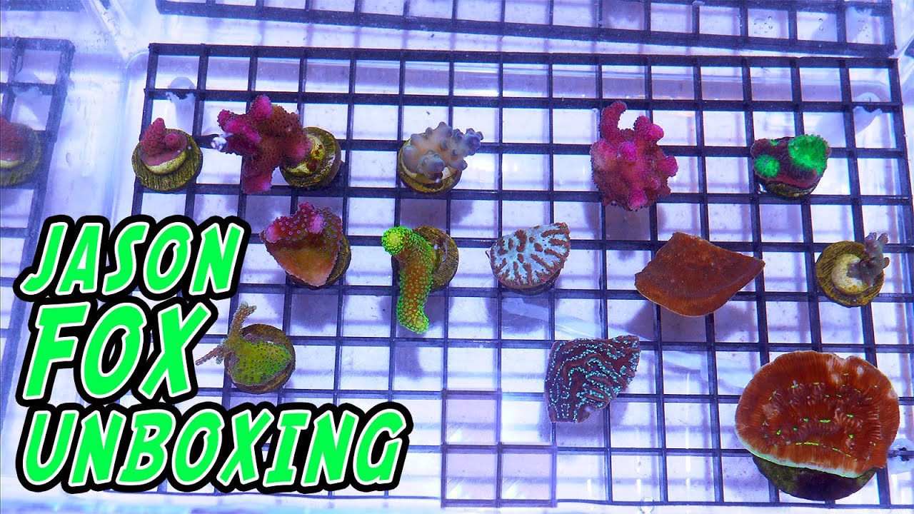 Unboxing Unique Coral Frags from Jason Fox - YouTube