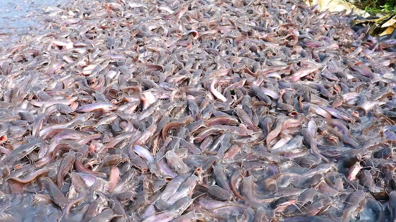 Unique Type Fish Firming Full Process in India Part-1 || Clips On - YouTube