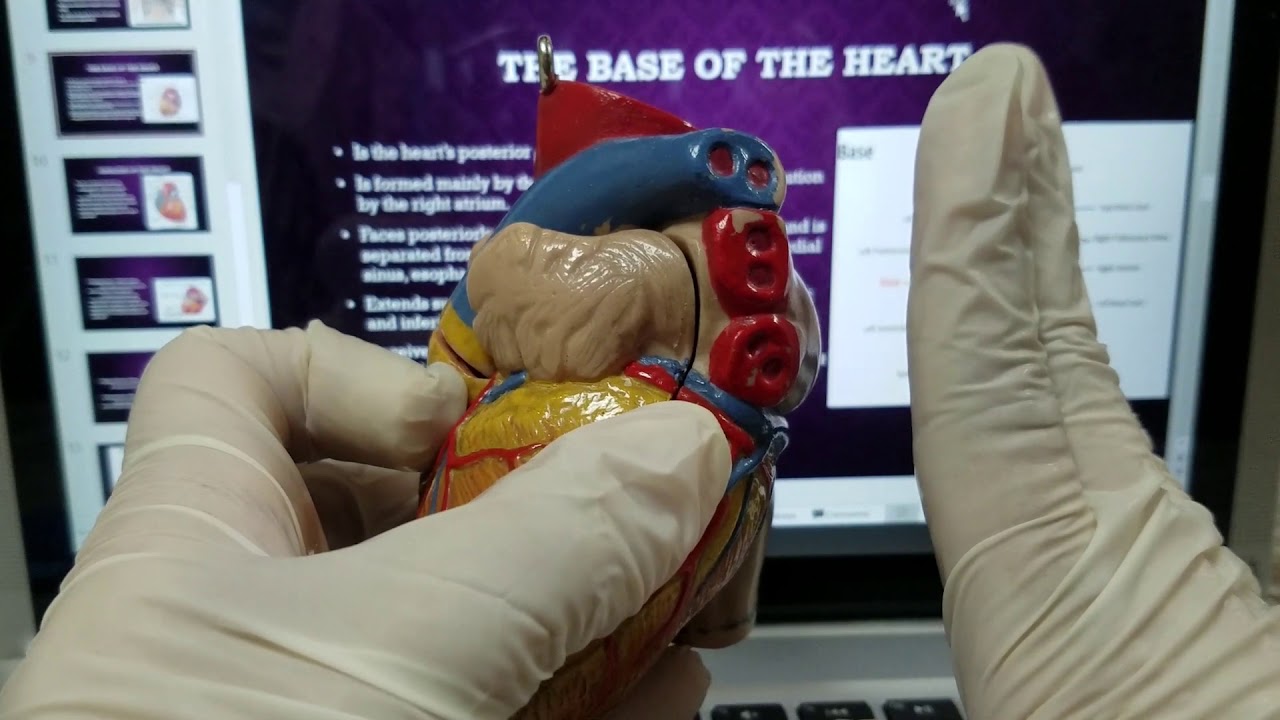 HEART SURFACES AND BORDERS - YouTube