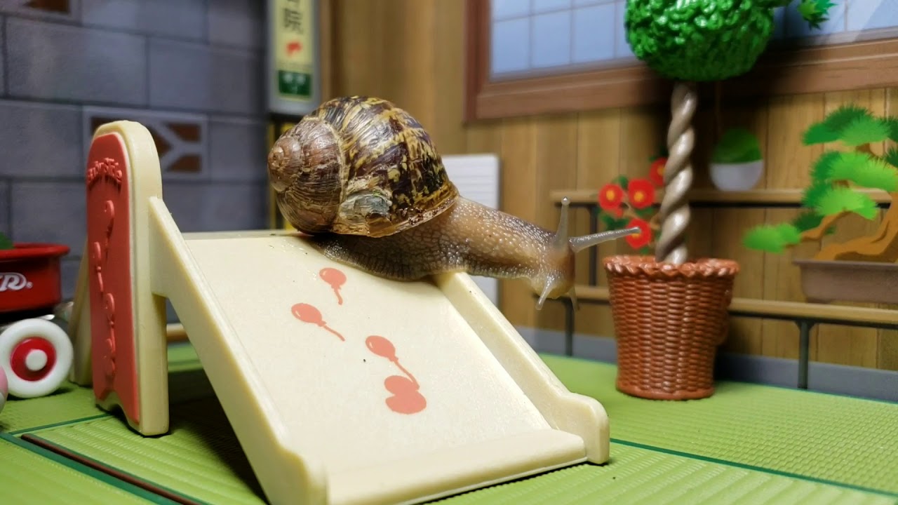 Tiny Snail Slides Down Tiny Slide | cute snail video - YouTube
