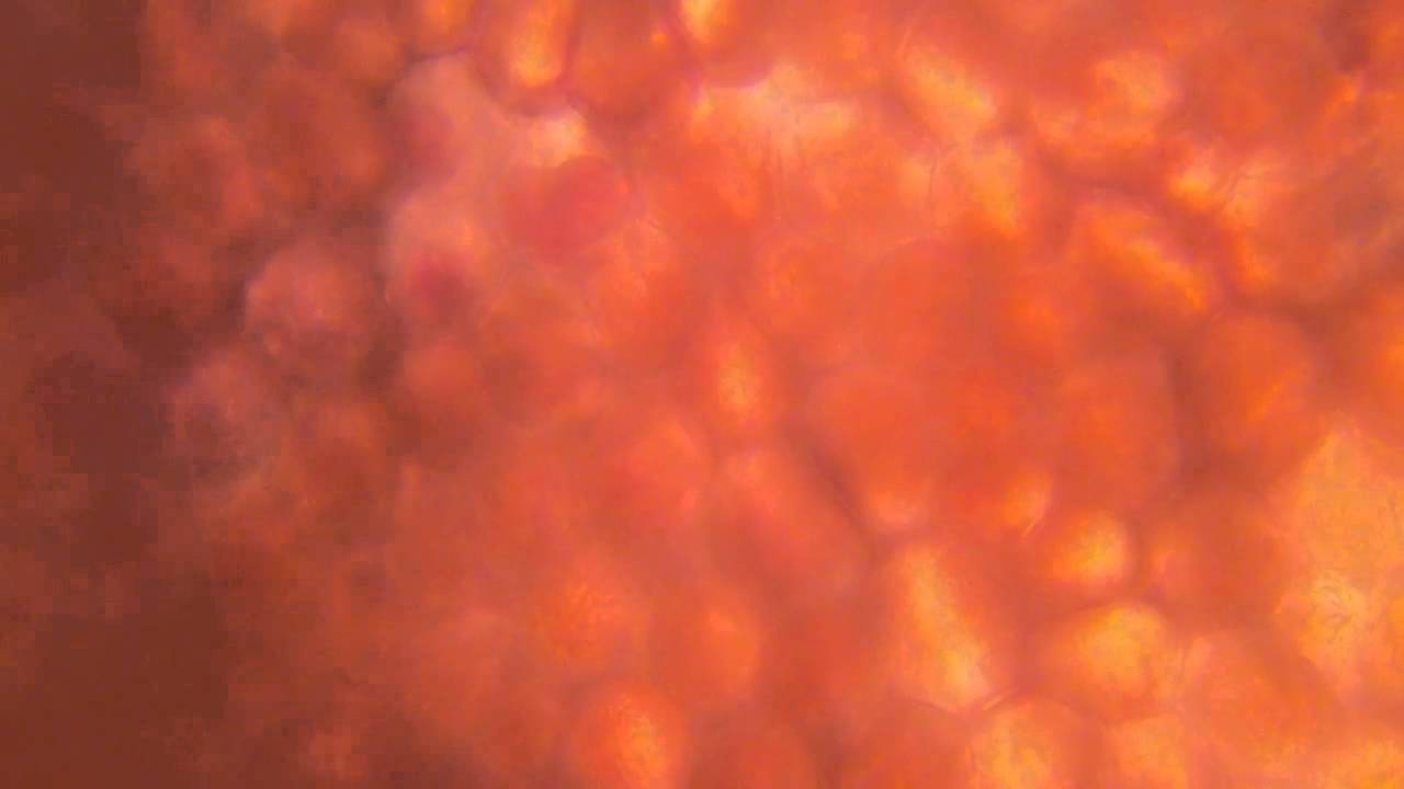 Rose flower petal under microscope. Video # 10. HD - YouTube