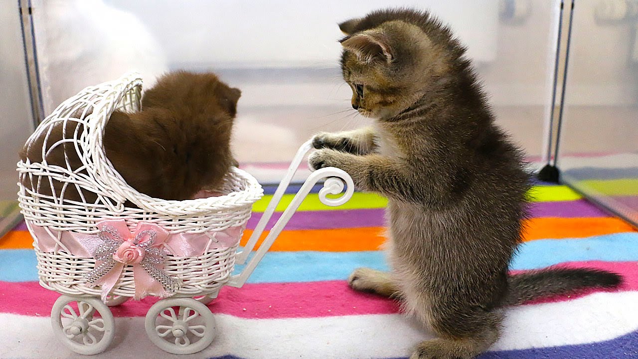 Adorable Kitten Kiki and Tiny Kittens Explore the stroller! Sleet ...