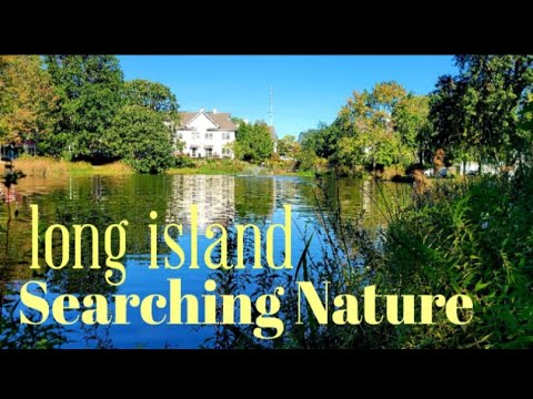 let's explore nature on Long Island New york - YouTube