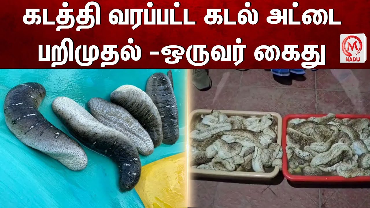 கடத்தி வரப்பட்ட கடல் அட்டை பறிமுதல் -ஒருவர் கைது | Mayiladuthurai ...