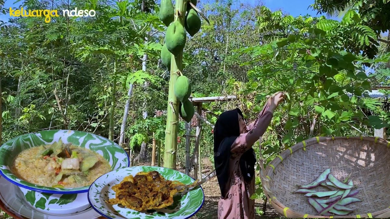 koro wedus di kebun sudah bisa di panen, lanjut masak jangan lombok ...