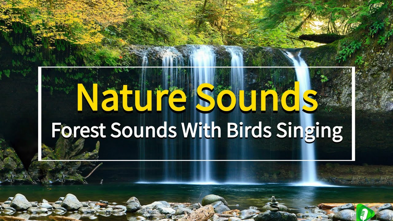 Nature Sounds || Forest Sounds With Birds Singing || Water-Relaxation ...