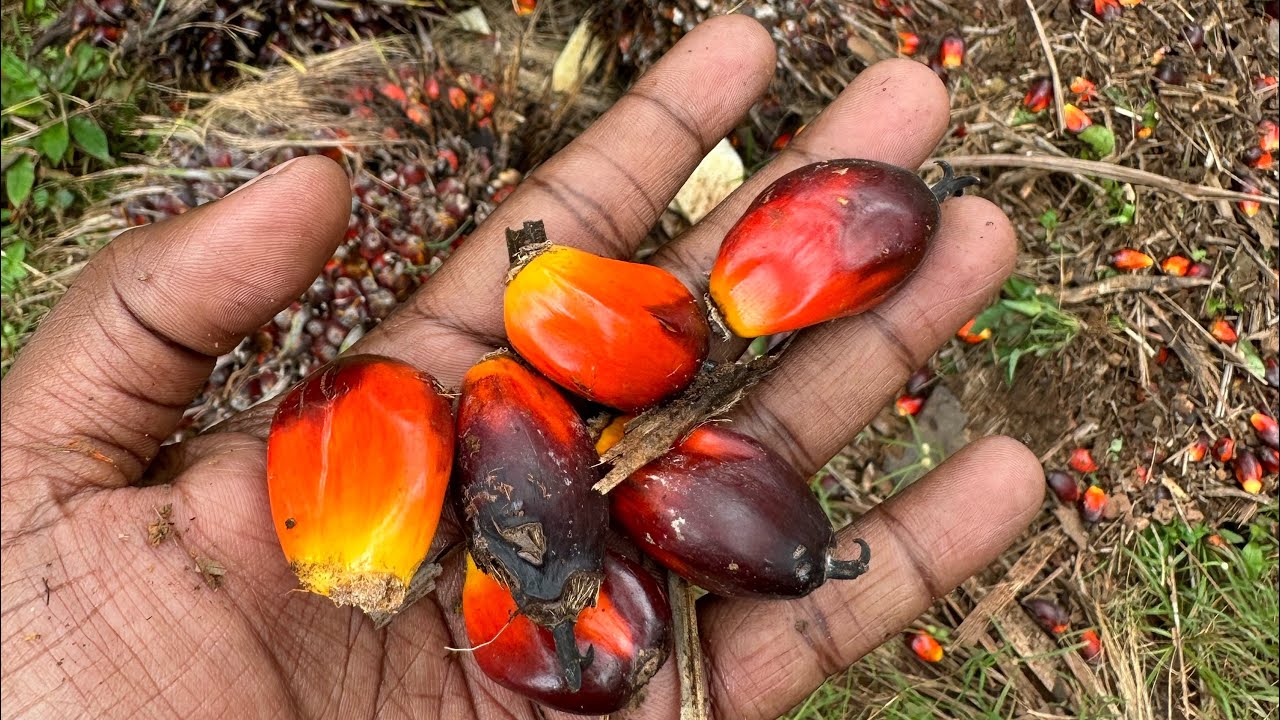 Tall Palm Tree Harvesting method. - YouTube
