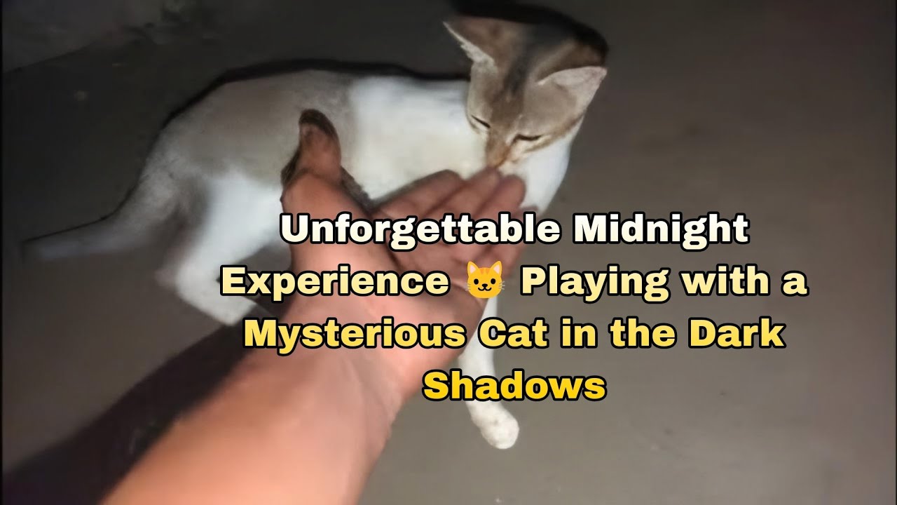Unforgettable Midnight Experience 🐱 Playing with a Mysterious Cat in ...
