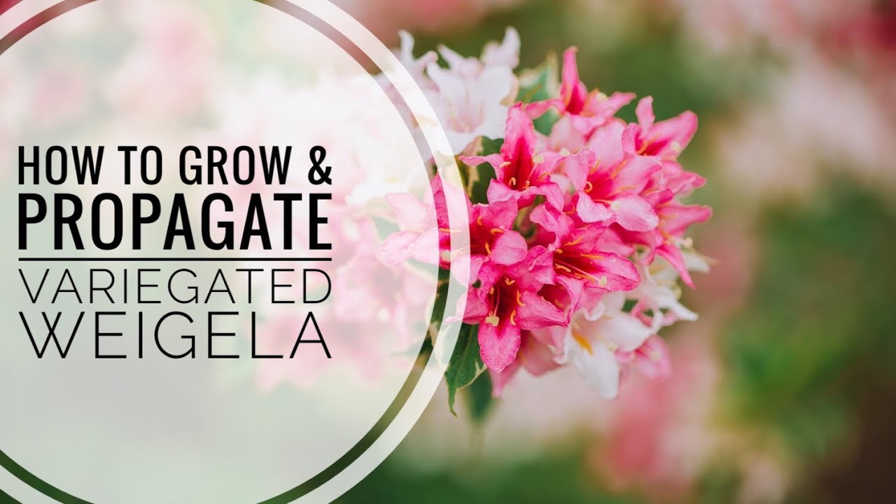 Master the Art of Propagating Variegated Weigela - Part 1 - YouTube