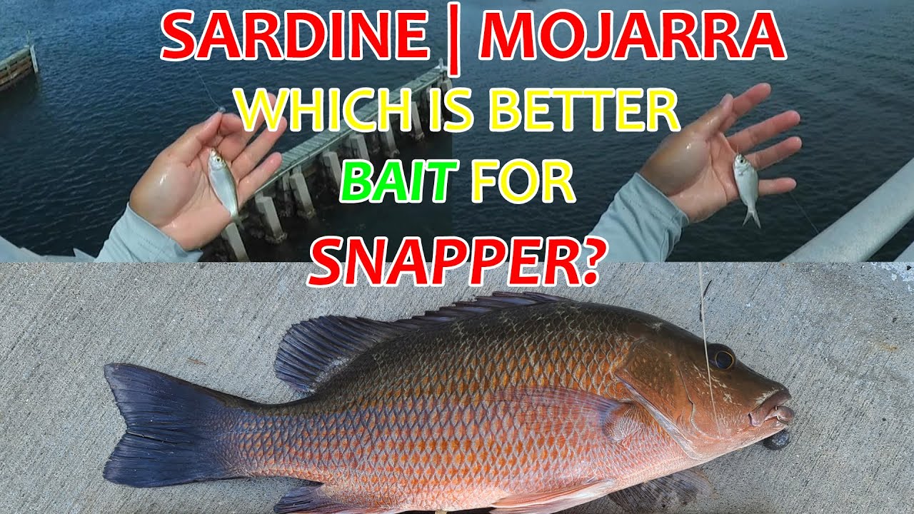Sardine | Mojarra Baits For Mangrove Snapper - South Florida Saltwater ...