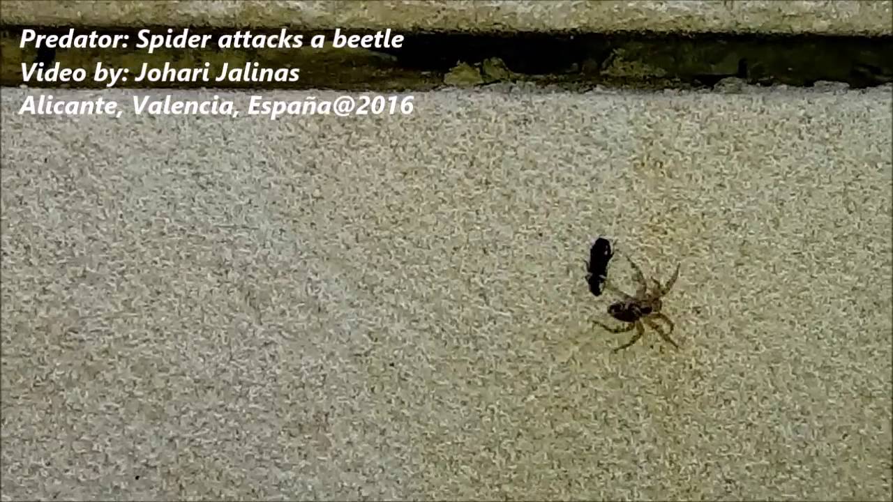 Spider predation v2 - YouTube