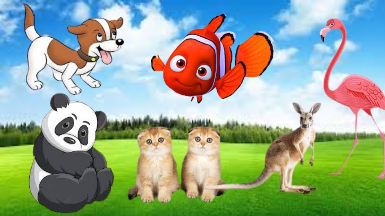 Animals || animals in the wild - kangaroos, pandas, flamingos, cats and ...