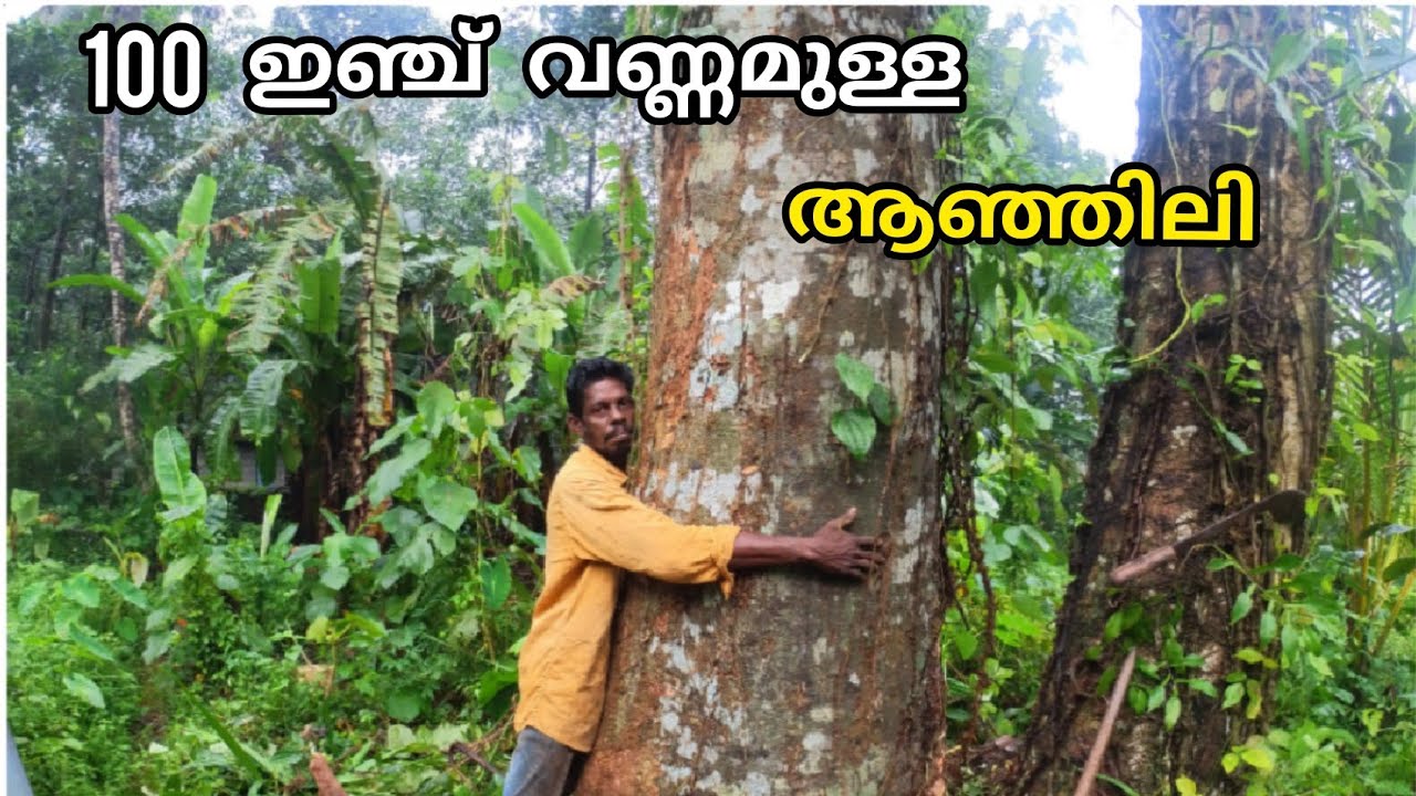 100 Inches Biggest Anjili /Wild Jack - YouTube