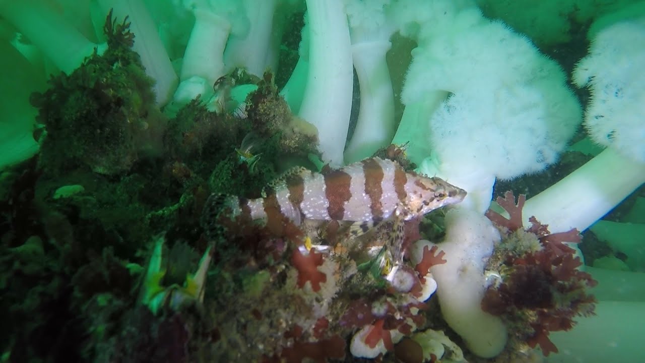 Keystone Jetty June 2020 - YouTube