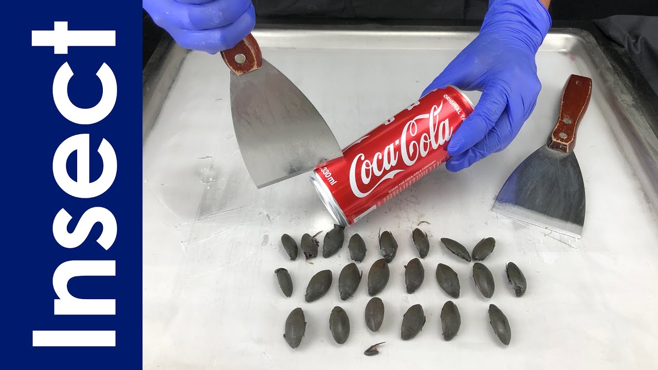 ASMR | Caca with Insect How to make Ice Cream Rolls, Ice Cream Recipe ...