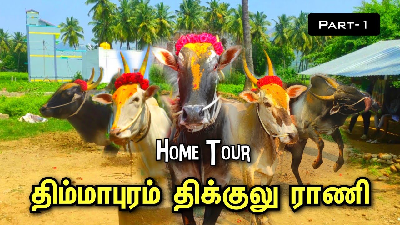 திம்மாபுரம் திக்குலு ராணி Home Tour (Part 1) Thimmapuram Thikkulu Rani ...