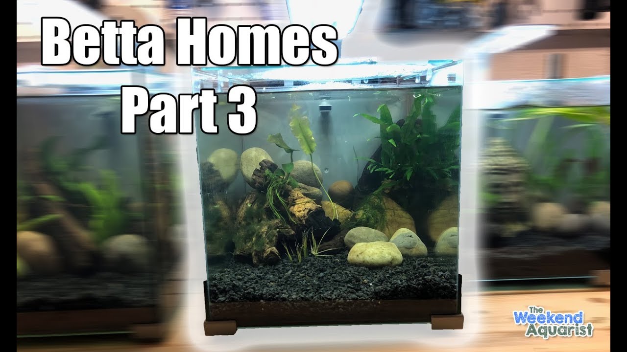 Setting Up New Betta Homes Part 3 - YouTube