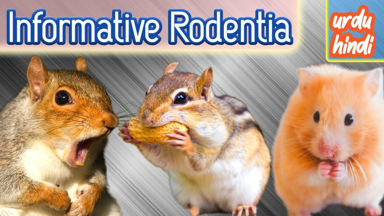 CHARACTERISTICS OF RODENTS in Urdu-Hindi | WordsPlayingMeDejaVu - YouTube