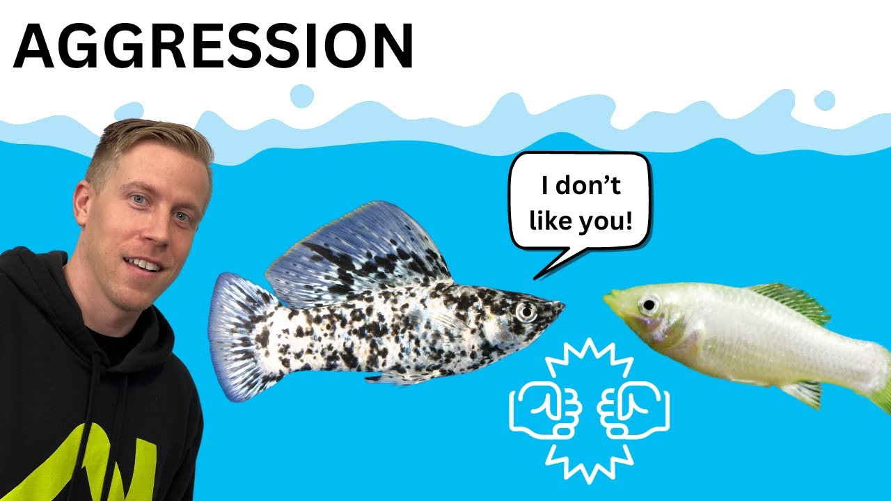 Reasons Why Molly Fish Fight - FIX Aggression REACTION - YouTube