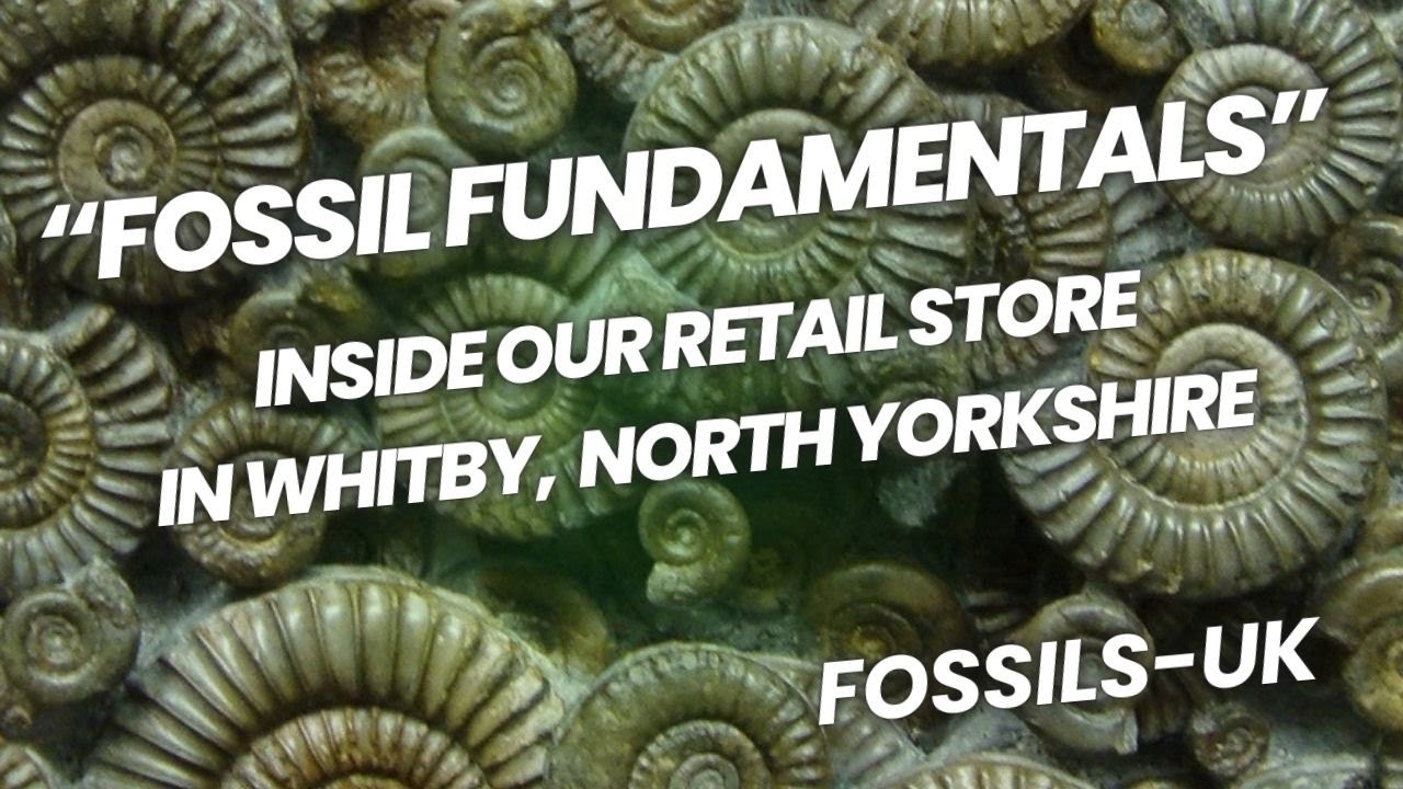Fossil Shop:- Natural Wonders Ltd. Our Fossil and Crystal Store in ...