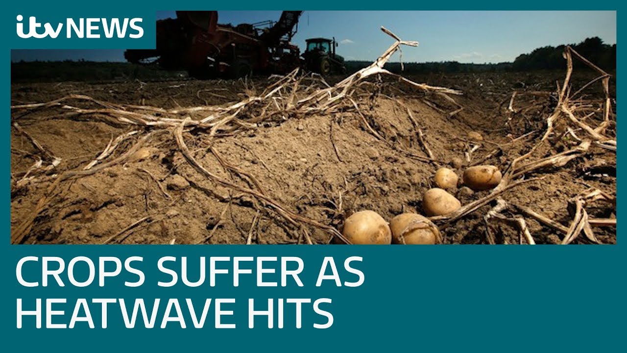 Crops suffer as UK’s heatwave hits new highs | ITV News - YouTube