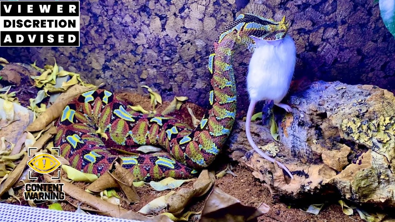 ULTIMATE LIVE FEEDING! Rhino & Gaboon Viper's EUTHANIZING Live Prey ...