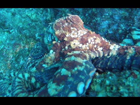 Video of California two spot octopus, off Catalina Island Los Angeles ...