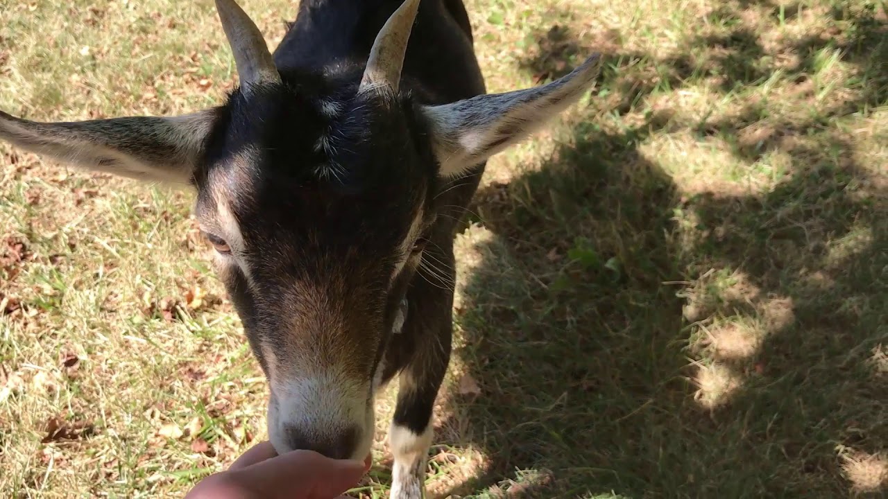 cute little goats nibbling my fingers - adorable goats - pet goats ...