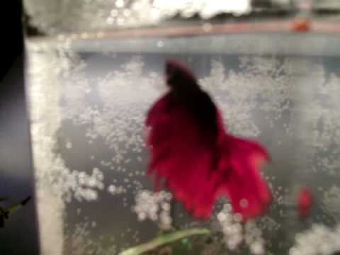 Angry Betta Fish - YouTube