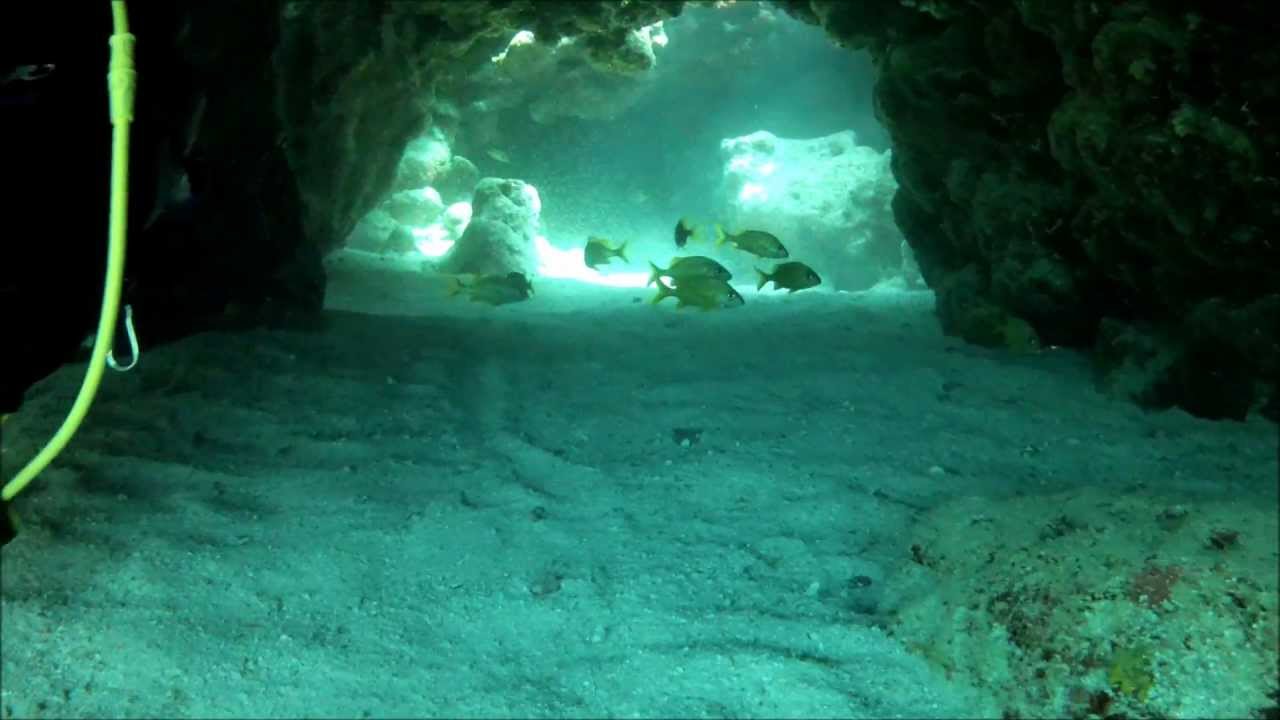 Goliath Grouper inside one of the caves swimthrus on French Reef 8 22 ...