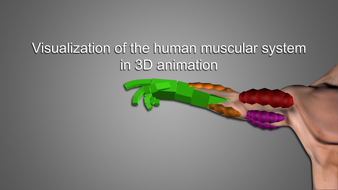 Visualization of the human muscular system in 3D animation - YouTube