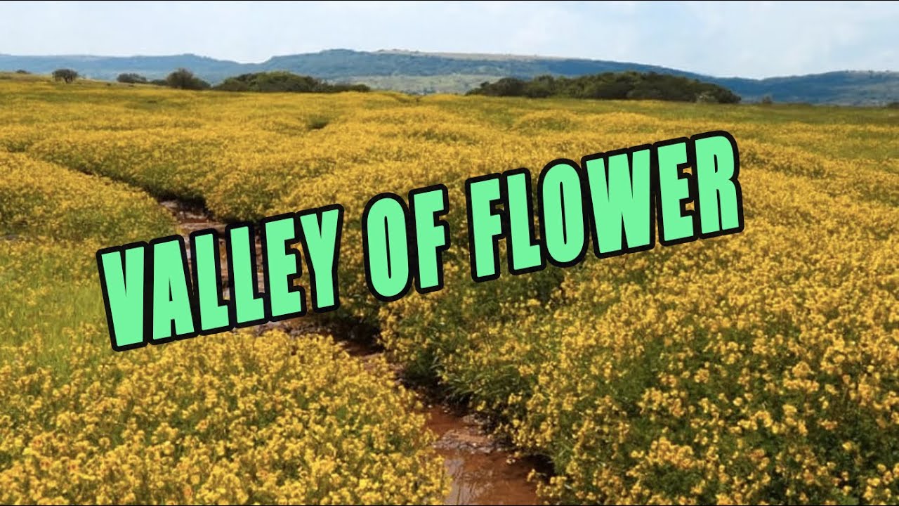 KAAS PATHAR, Kaas plateau, Valley of Flowers (Satara) , kaas valley ...