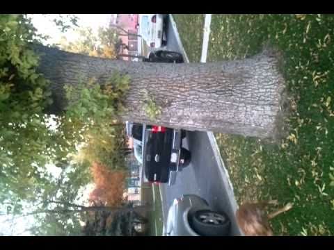 pitbull climbing a tree in International Falls, Mn..3gp - YouTube