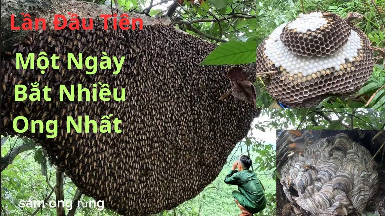 Lần Đầu Tiên Bắt Nhiều Ong Khủng Nhất Ngày|SÁM ONG RỪNG - YouTube