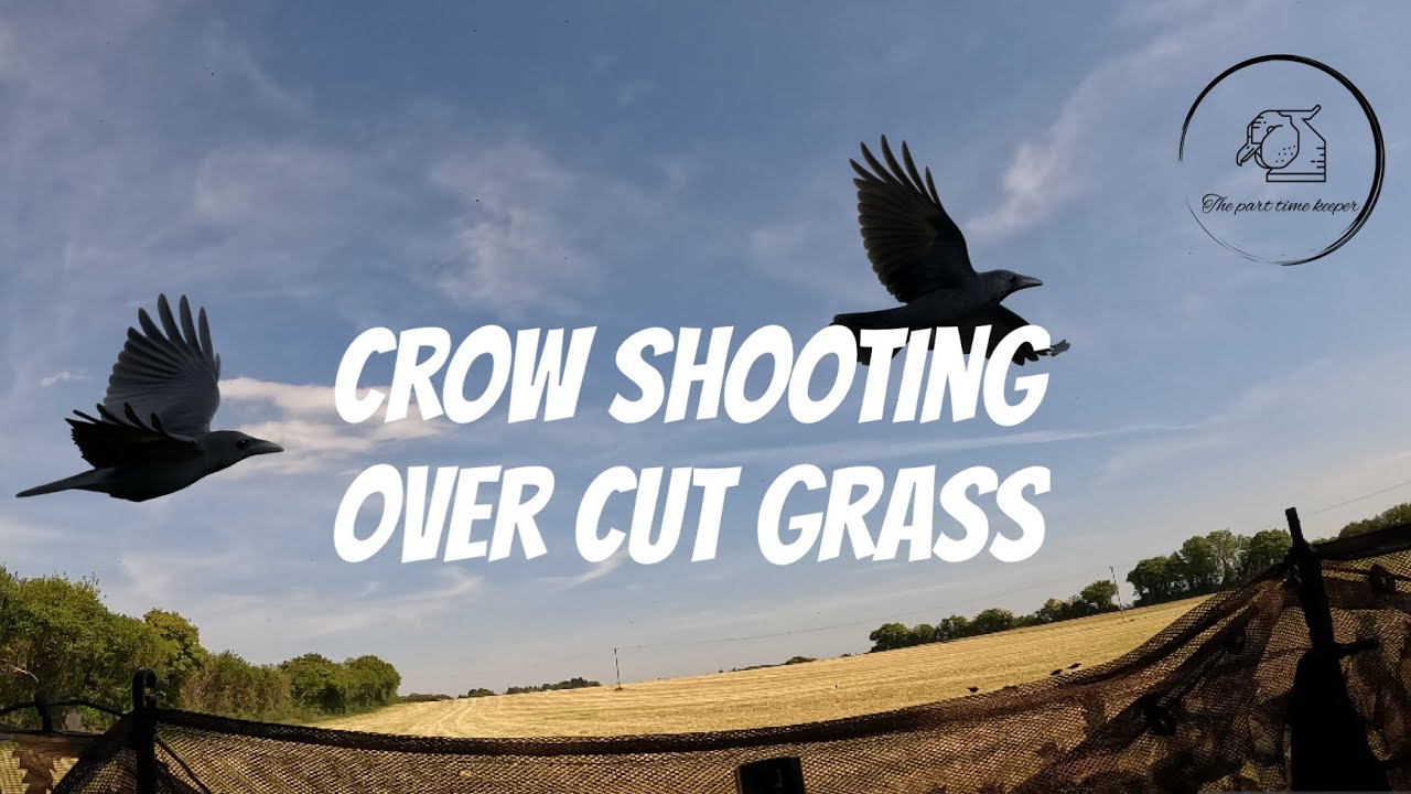 SHOOTING CROWS ON CUT GRASS - YouTube