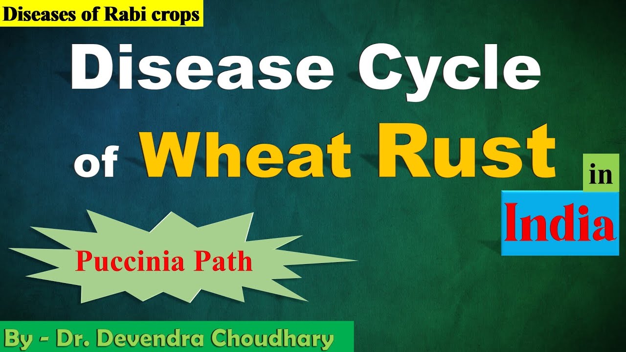 Disease Cycle of Rust in India | Puccinia Pathway | Stem Rust | Brown ...