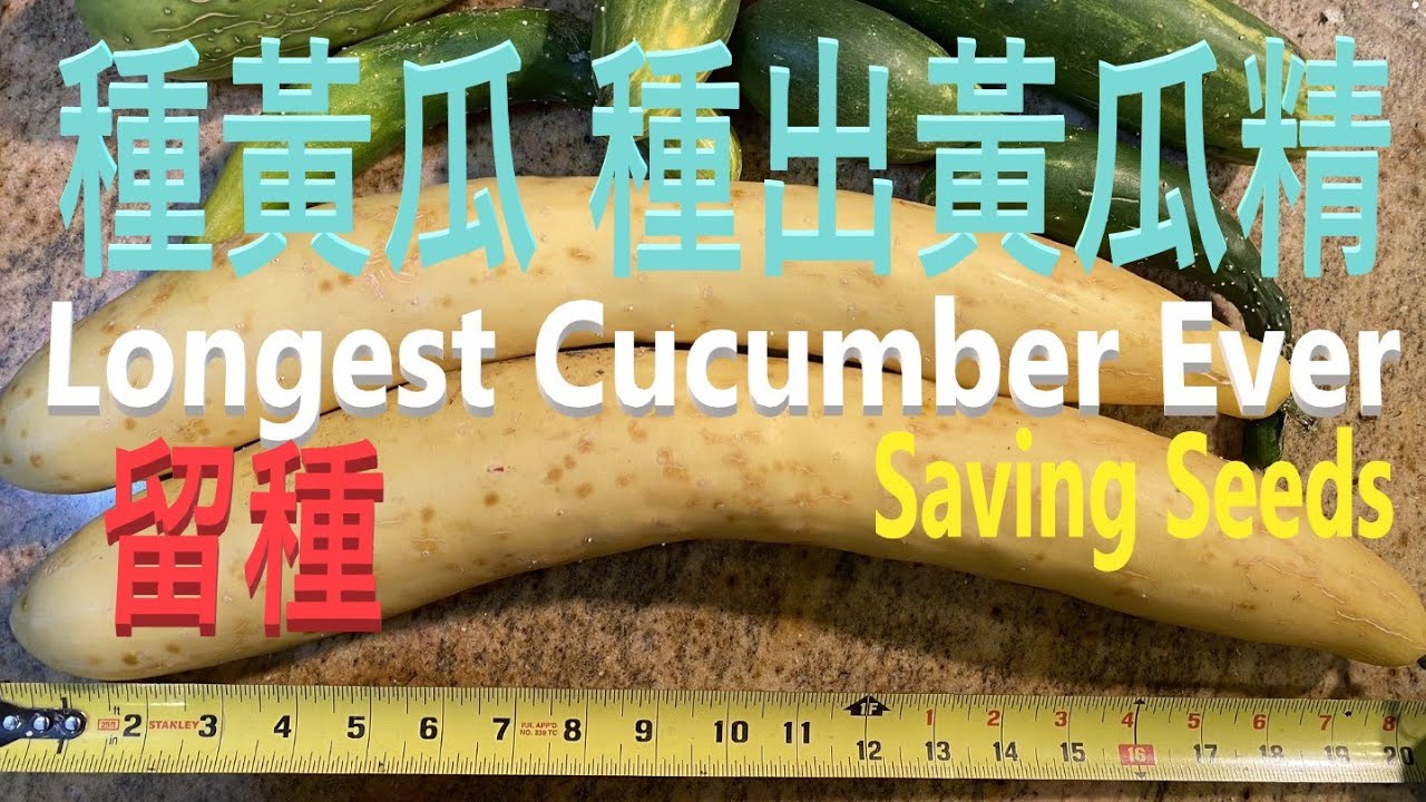 Planting Cucumbers: Longest Cucumber Ever, Saving Seeds to Grow The ...
