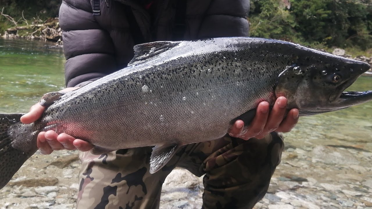 MI PRIMER JACK (CHINOOK PEQUEÑO) 🎣 - YouTube
