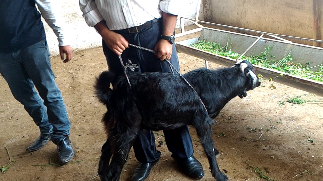 How to weight goats training at Renuka goat farm 5/11/2016 Nilesh ...
