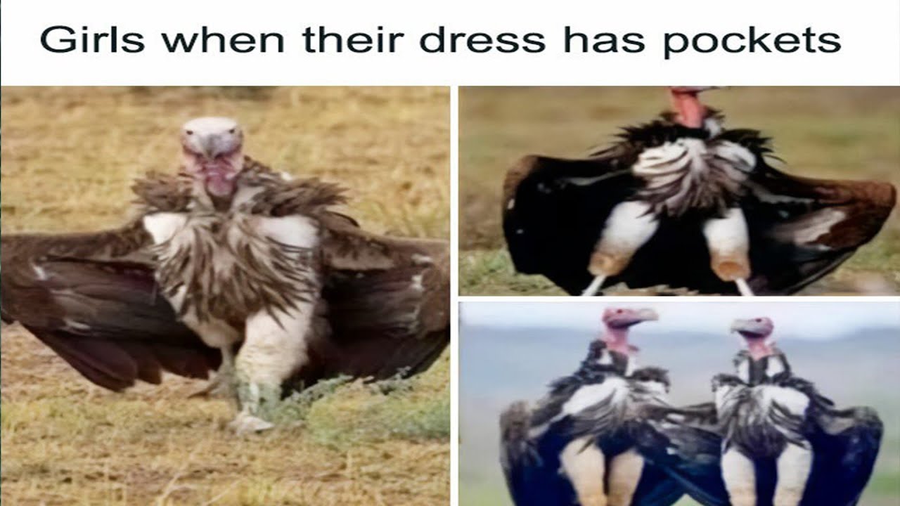Hilarious Memes From The ‘Women’s Humor’ - YouTube