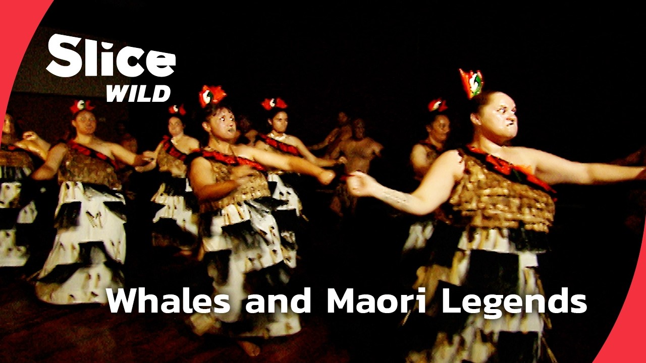 Maori Whales: Legends of Kaikoura | SLICE WILD | FULL DOC - YouTube