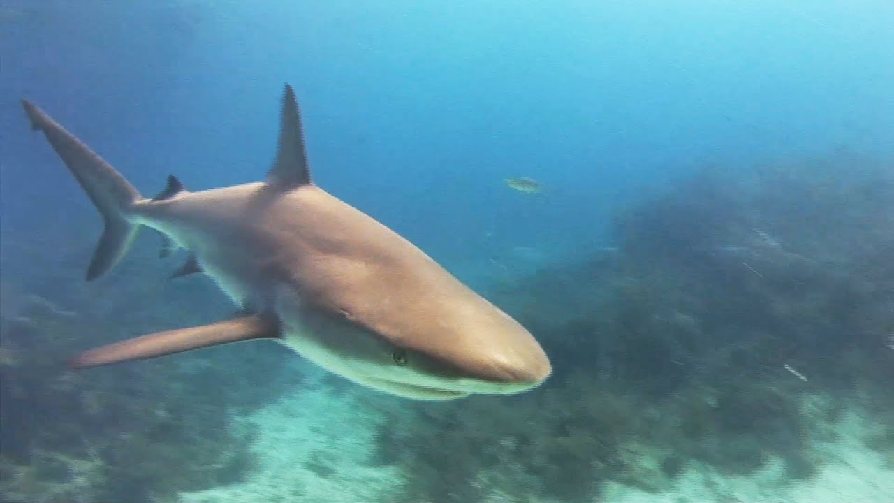 The Future Of Sharks - YouTube