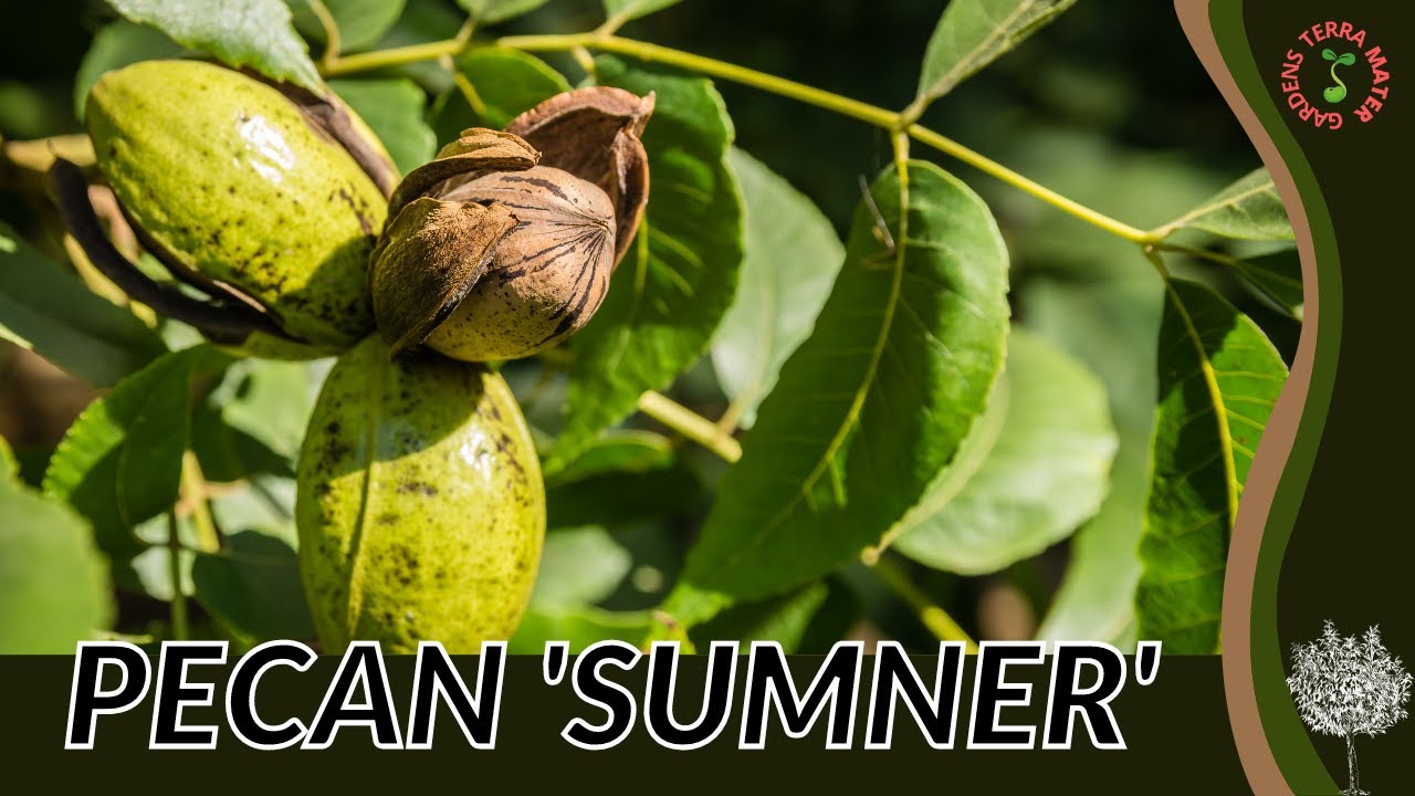 PECAN 'SUMNER' - YouTube