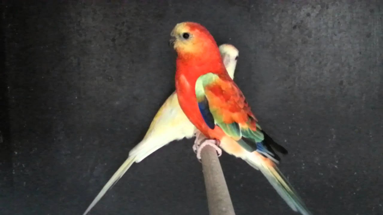 Psittacoms: M croupion opaline orange / rubino X F rubino / orange ...