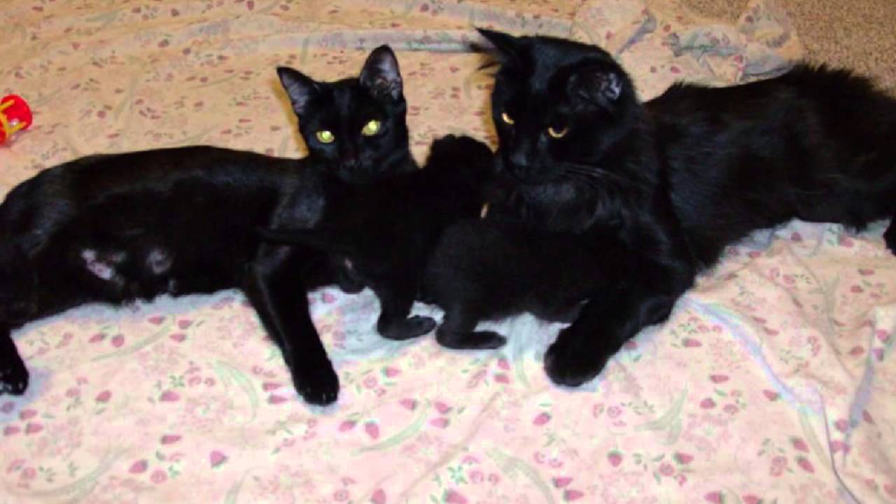 Max Munch Kittens - YouTube