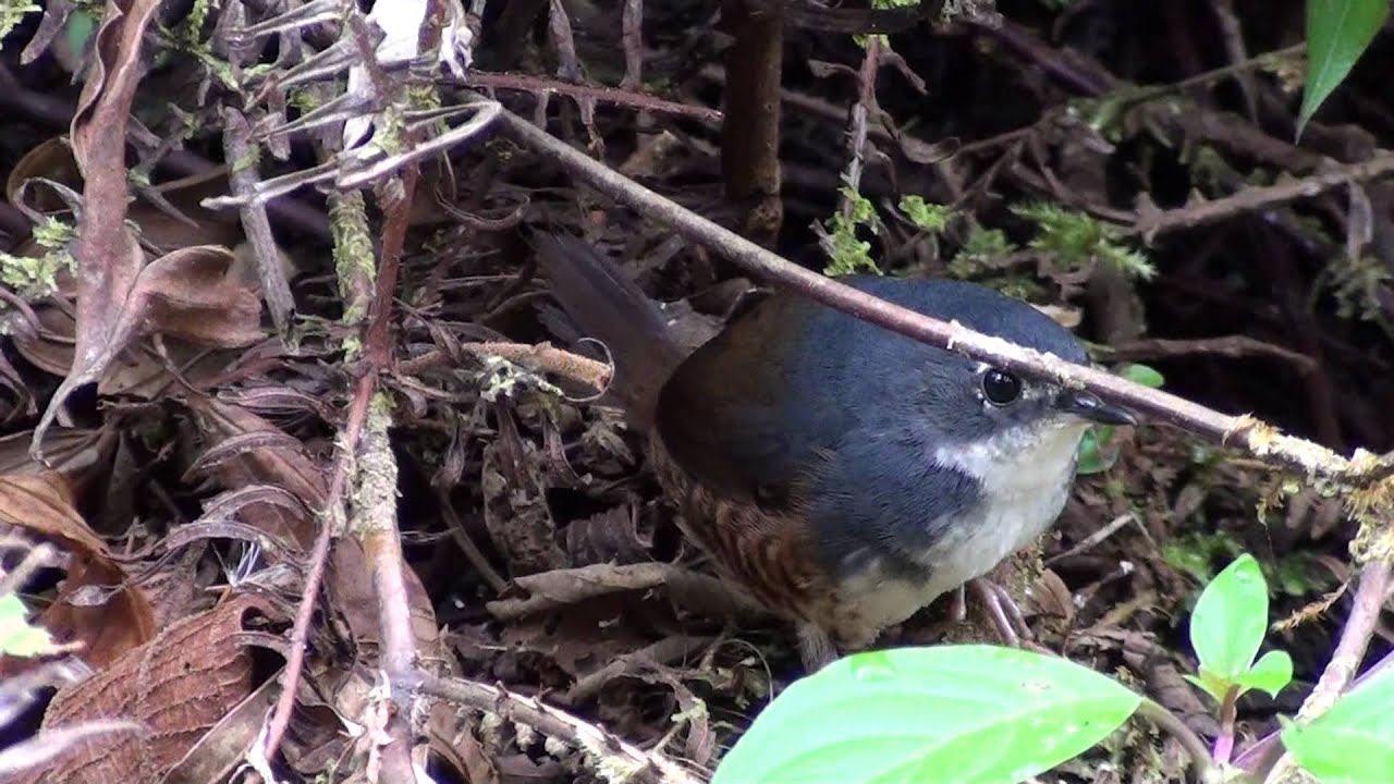 White-breasted Tapaculo at Intervales - Eleoscytalopus indigoticus (Wied, 1831) - YouTube