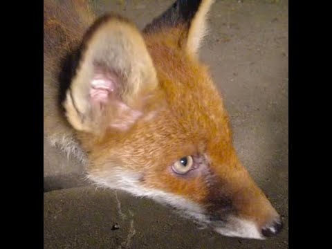 Fox Comes Close To Ask For Treats - YouTube